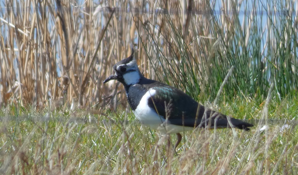 Rare(ish) geese at Goldcliff Lagoons, 02-Apr-2021 – MrCeri's Nerdy ...