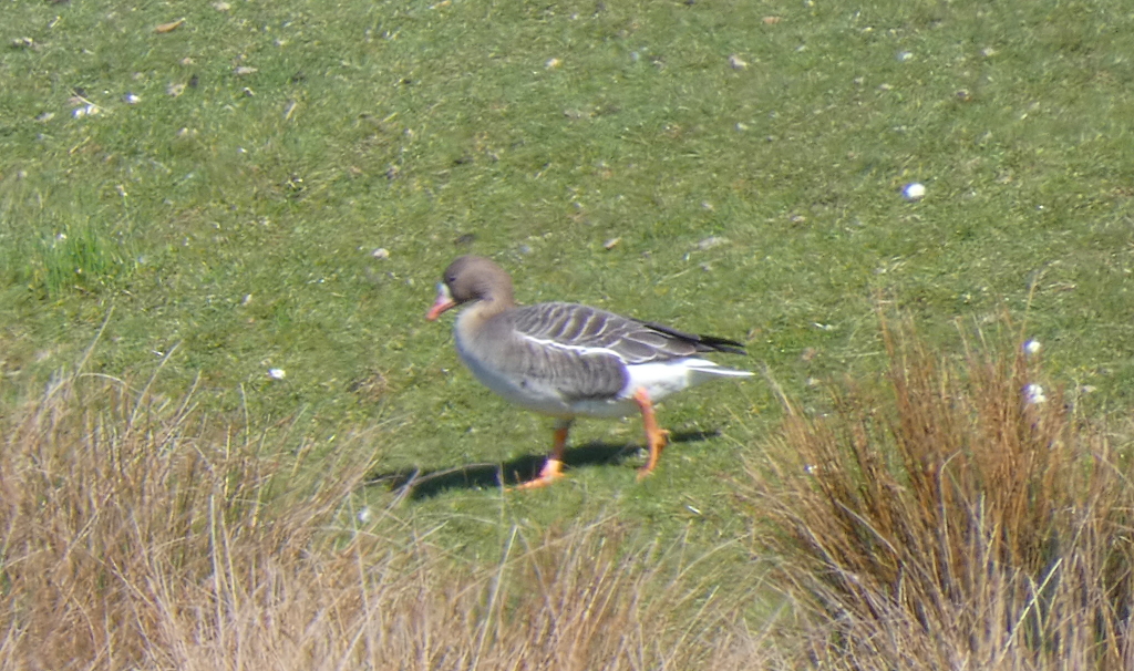 Rare(ish) geese at Goldcliff Lagoons, 02-Apr-2021 – MrCeri's Nerdy ...