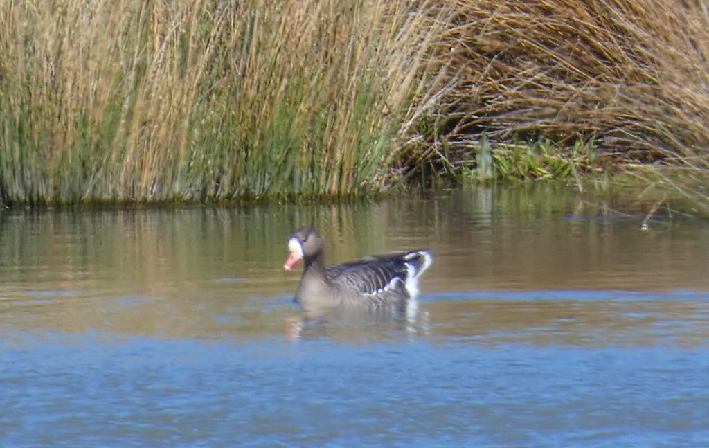 Rare(ish) geese at Goldcliff Lagoons, 02-Apr-2021 – MrCeri's Nerdy ...