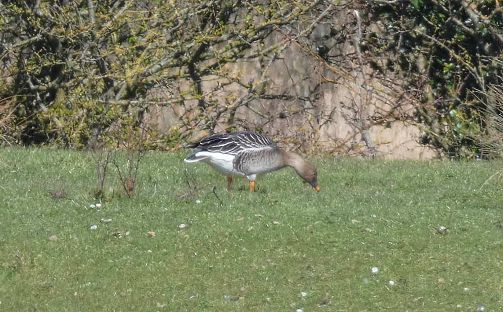 Rare(ish) geese at Goldcliff Lagoons, 02-Apr-2021 – MrCeri's Nerdy ...